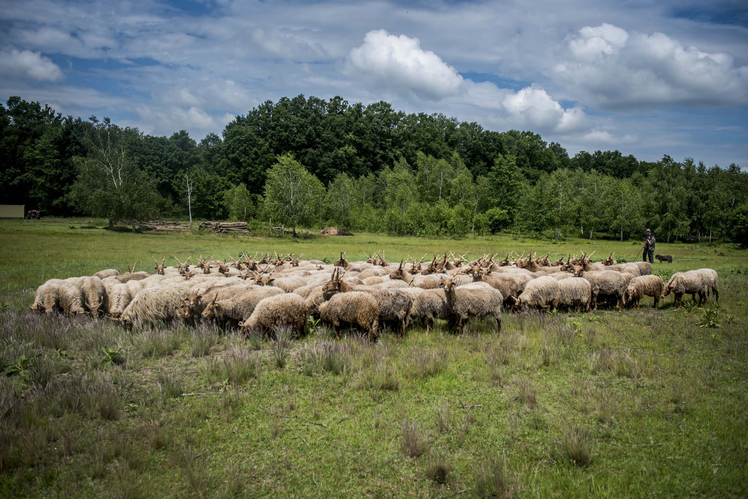 HUF 19 billion in support for the conservation of native animal breeds ...
